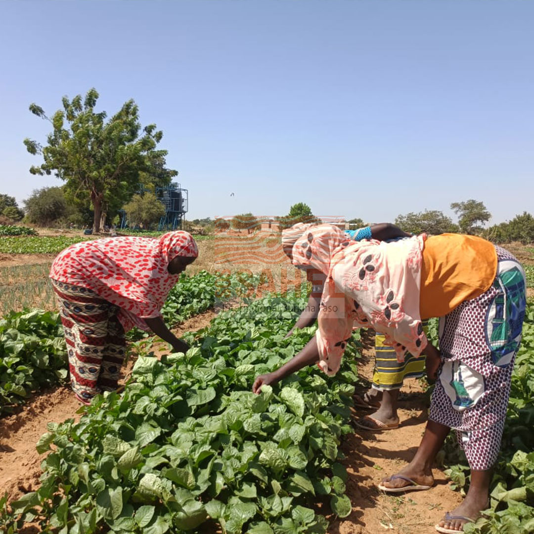 Projet BELGUE - SOS Sahel International Burkina